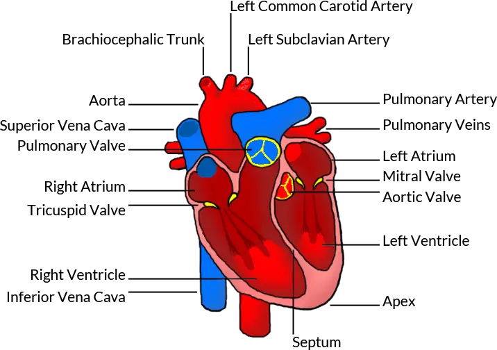 The Human Heart
