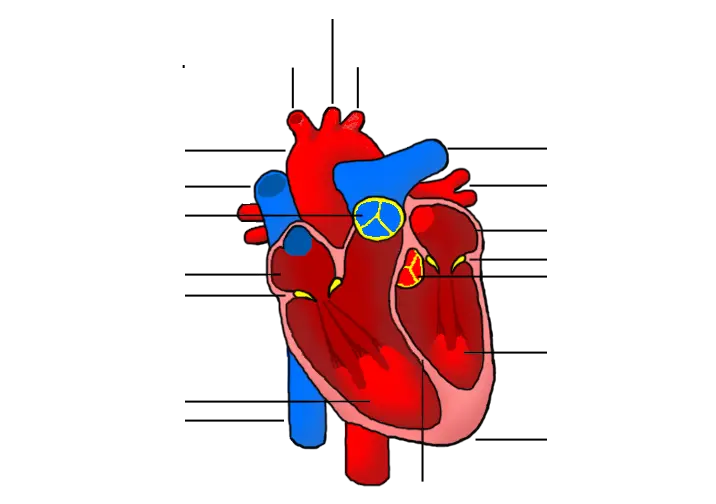 Human Heart Png The Human Heart • Heart Research Institute